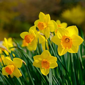 10 Bunga yang Cocok Jadi Hadiah Kelahiran Bayi, Mawar hingga Tulip