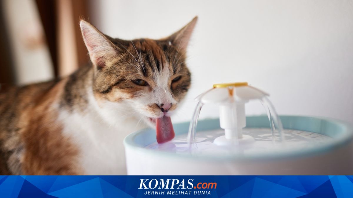 3 Jenis Mangkuk Air yang Dapat Mendorong Kucing Minum Lebih Banyak