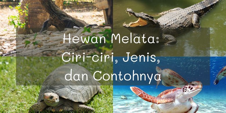 Hewan Melata: Ciri-ciri, Jenis, dan Contohnya