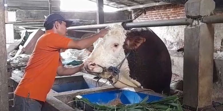 Tahan Panas, Sapi Merah Putih Peluang Baru di Tengah Krisis Iklim