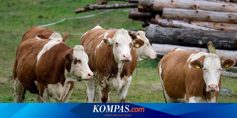 Dukung Program Makan Bergizi Gratis, BEEF Impor 1.950 Sapi Pedaging