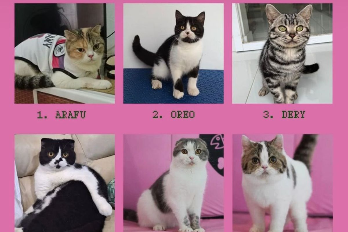 Ketika Sherina Munaf dan Dewi Perssik Jadi Penyelamat Kucing Uya Kuya ...