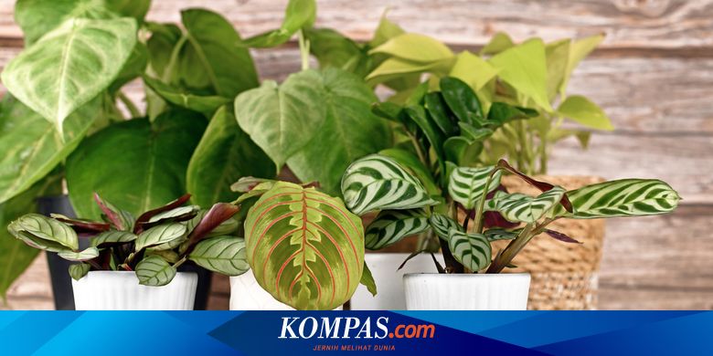 5 Cara Membuat Tanaman Hias dalam Pot Lebih Rimbun dan Sehat