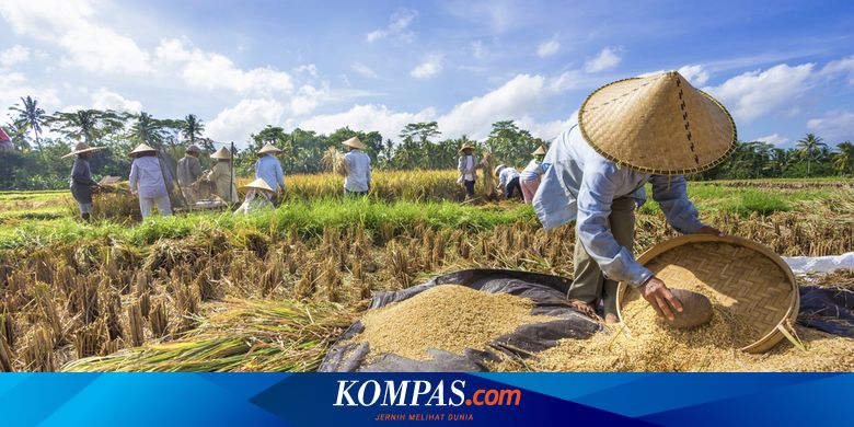 Tawarkan Pelatihan dan Insentif Bulanan, Berikut Cara Daftar Petani Milenial 2024