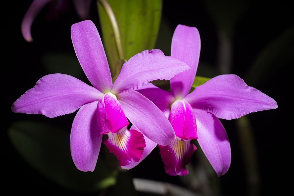 7 Fakta Anggrek Cattleya Violacea, Bunga Cantik dari Tepi Sungai Amazon
