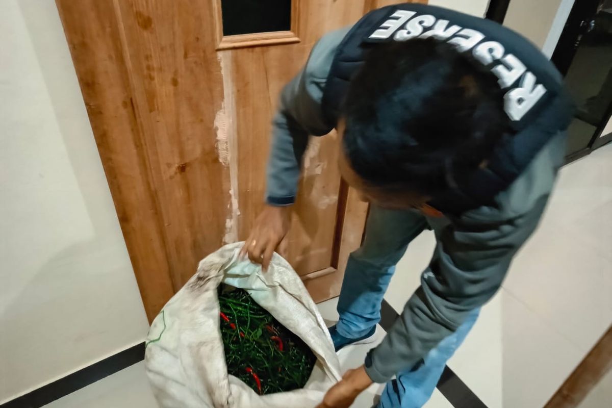 Terhimpit Ekonomi, Dua Remaja Curi Cabai Sekarung, tetapi Akhirnya ...