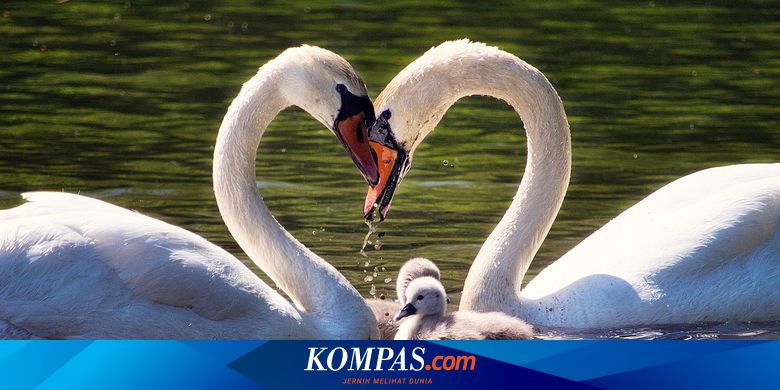 4 Perbedaan Angsa dan Soang