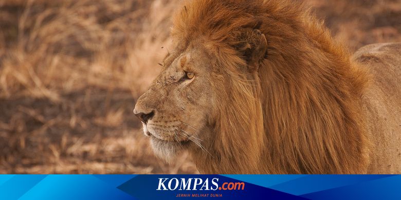 Penyebab Singa Sirkus Lepas Kandang dan Berkeliaran di Jalanan Italia