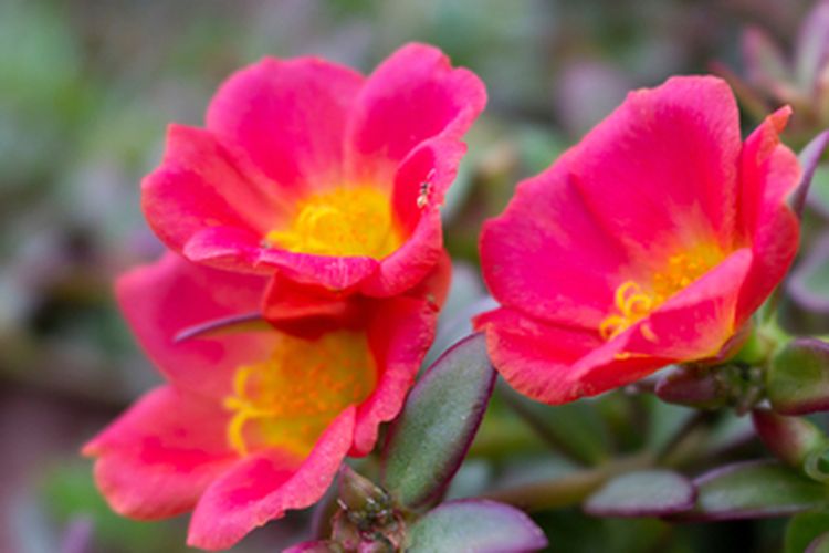 Cara Menanam Bunga Pukul Sembilan dengan Mudah