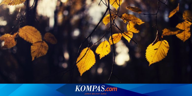 Masih Bisa Diselamatkan, Ini Solusi Ketika Daun Tanaman Menguning