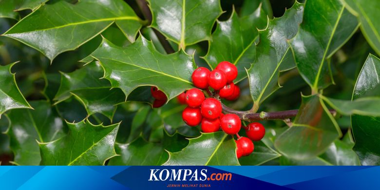 9 Tanaman dan Bunga Khas yang Banyak Dijadikan Dekorasi Natal