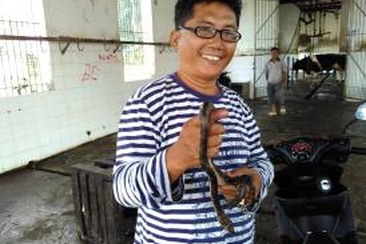 Hasil Berburu, Ular Bencong sampai 30 Ekor