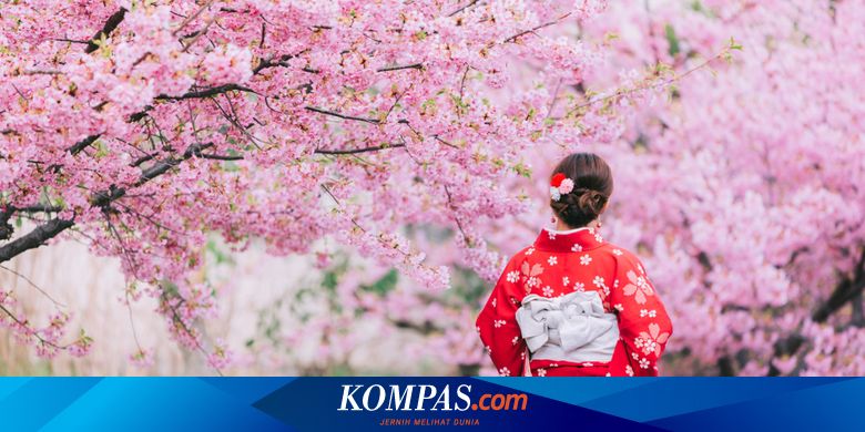 6 Fakta Unik Bunga Sakura yang Tidak Dapat Mekar Lama