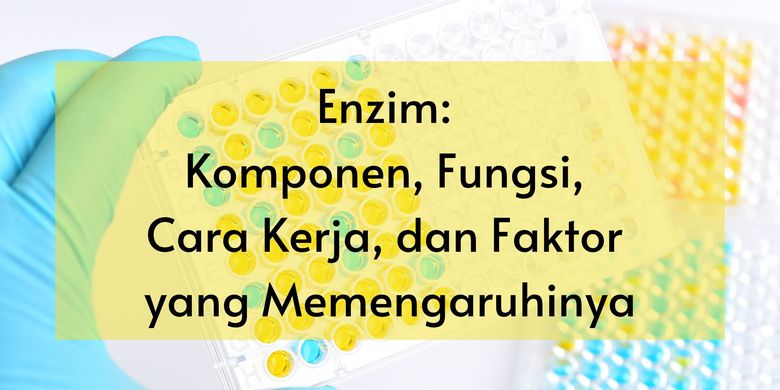 Enzim: Komponen, Fungsi, Cara Kerja, dan Faktor yang Memengaruhinya
