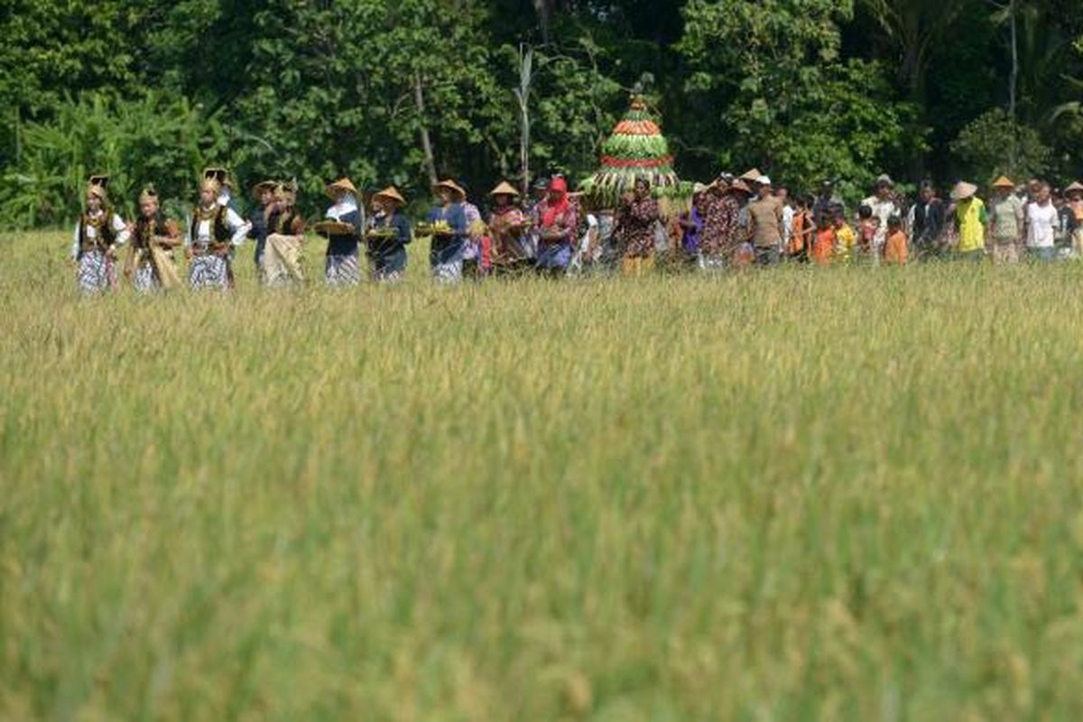 Asal-usul Padi di Nusantara: Antara Legenda Dewi Sri, Ritual Padi ...