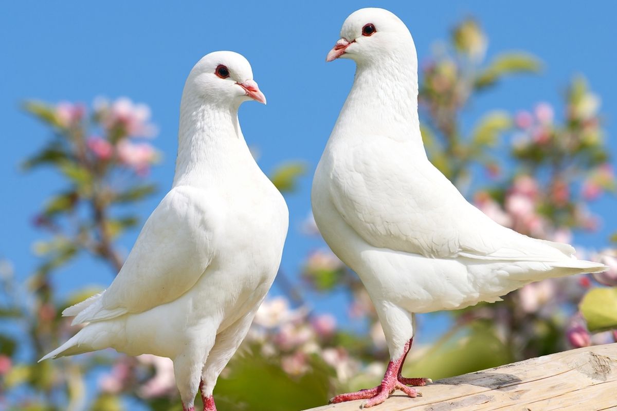 7 Jenis Burung Peliharaan yang Mudah Dirawat, Cocok untuk Pemula