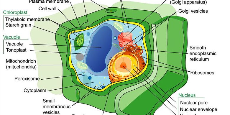 Bagian-bagian Penyusun Sel Tumbuhan