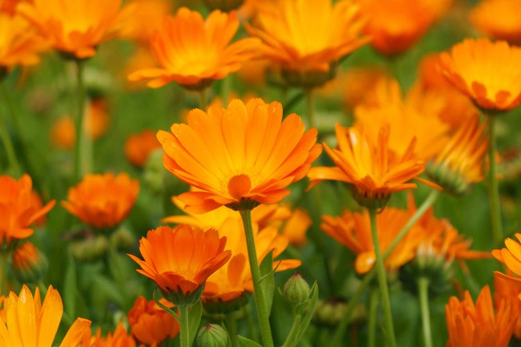 Cara Menanam dan Merawat Bunga Calendula