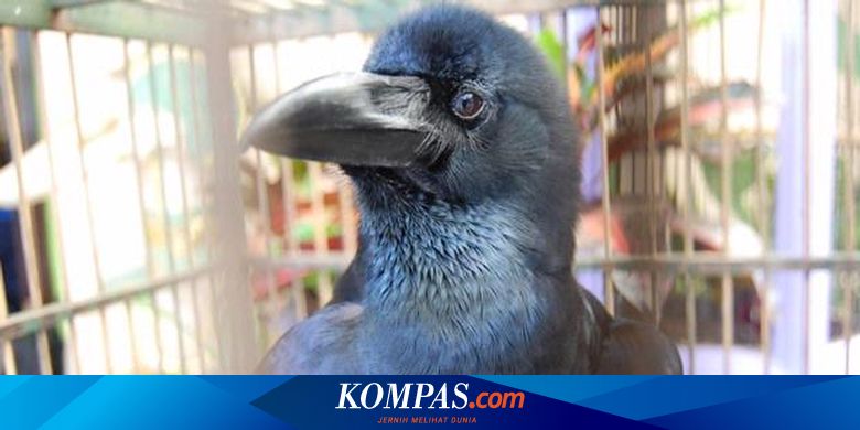 Unik, Burung Gagak Bisa Berkicau