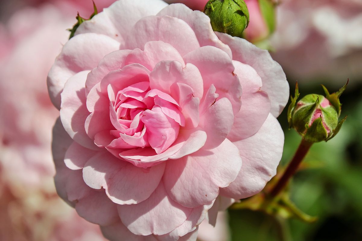 Tanah Seperti Apa yang Baik untuk Mawar? Ini Penjelasannya