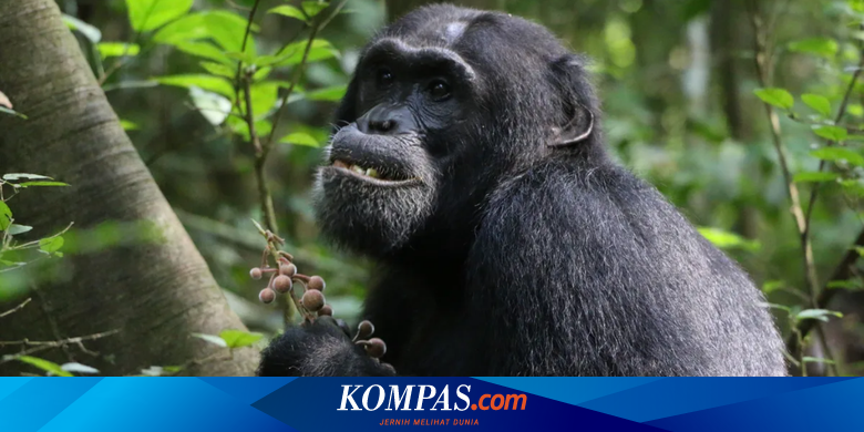 Simpanse Pakai Tanaman di Hutan untuk Obat