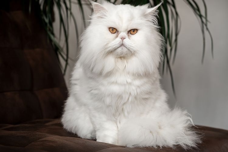 7 Fakta Menarik Kucing Persia, Ras Kuno dan Wajah Tak Selalu Datar