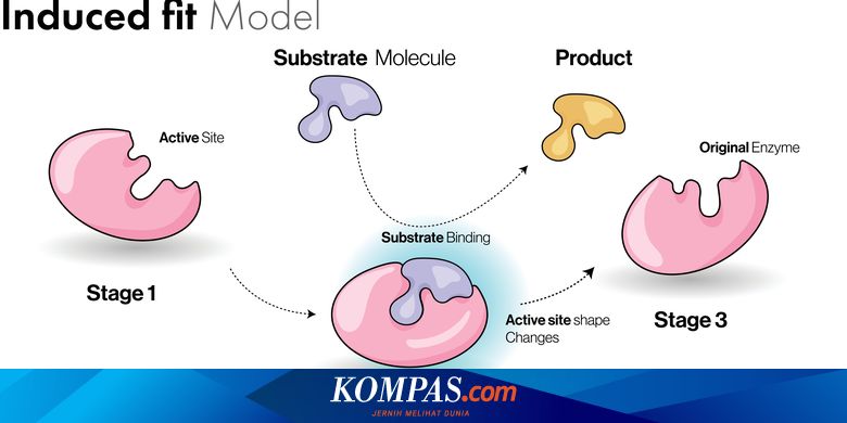 Bagaimana Mekanisme Kerja Enzim?