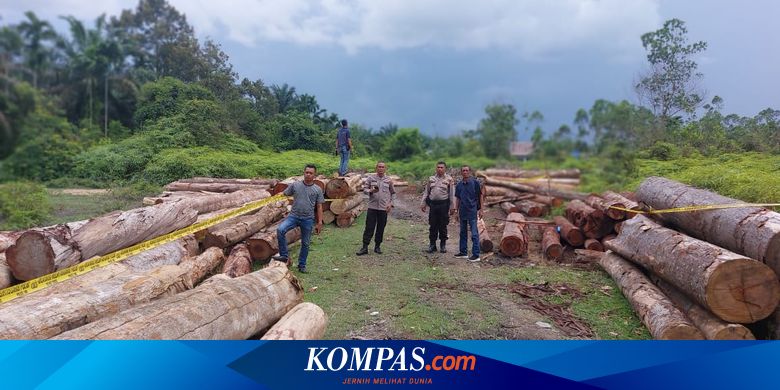 Ditemukan 215 Tual Kayu Pembalakan Liar, Disembunyikan di Hutan Kampar
