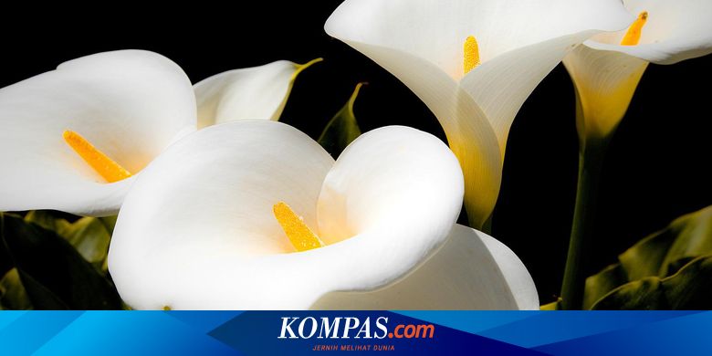 Cara Merawat Tanaman Bunga Lily Calla agar Mekar Sepanjang Tahun