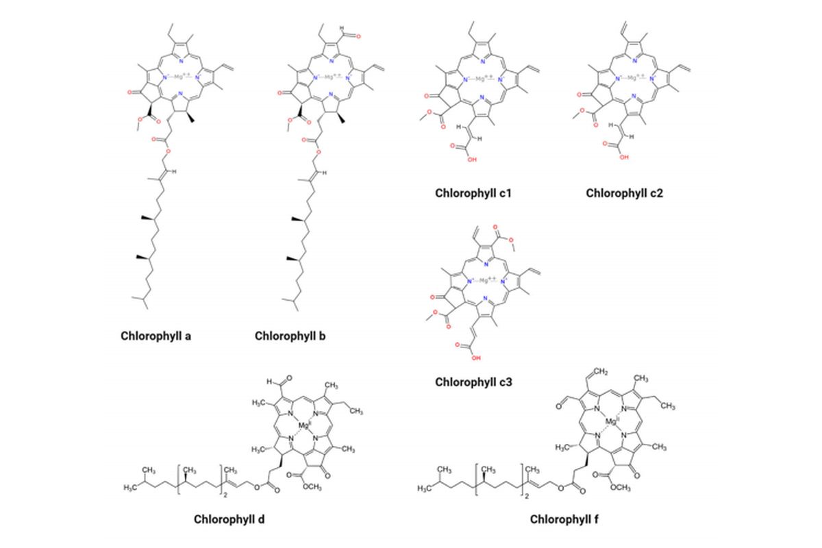 Jenis-jenis Klorofil