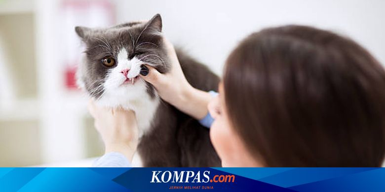Cara Mencegah Penyakit Gusi pada Kucing Peliharaan