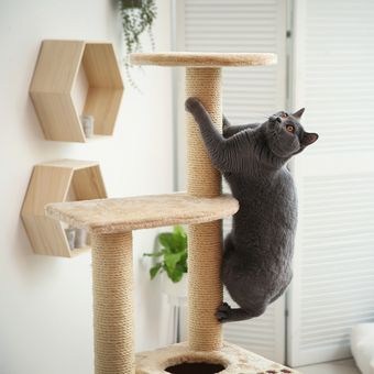 6 Ide Desain Rumah yang Ramah Kucing