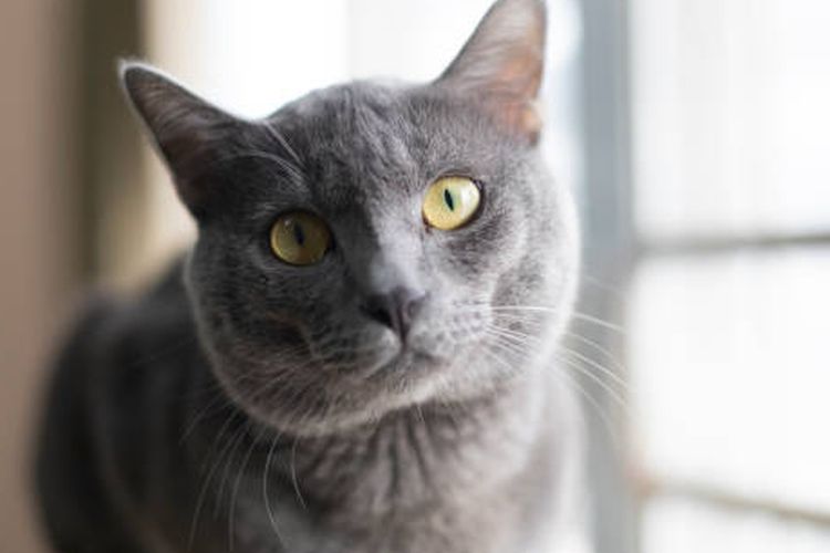 Mengenal Ras Kucing Korat, Karakteristik dan Cara Perawatannya