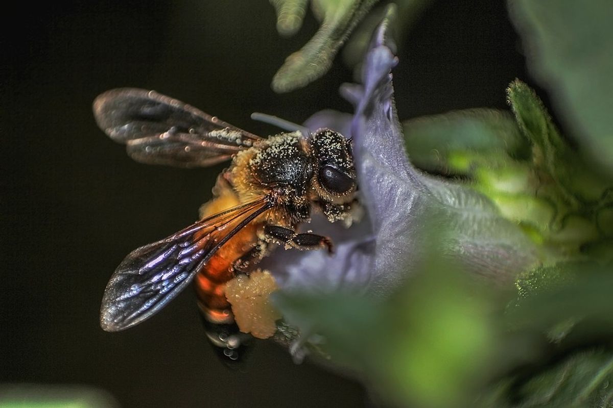 Waspada Tawon Gung Saat Berwisata di Hutan, Bisa Diserang meski Tak ...