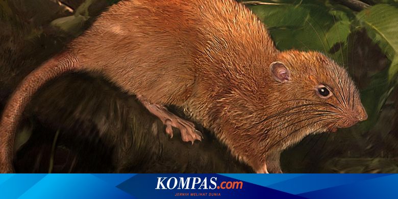 Tikus Legendaris Ditemukan, Panjangnya sampai Setengah Meter