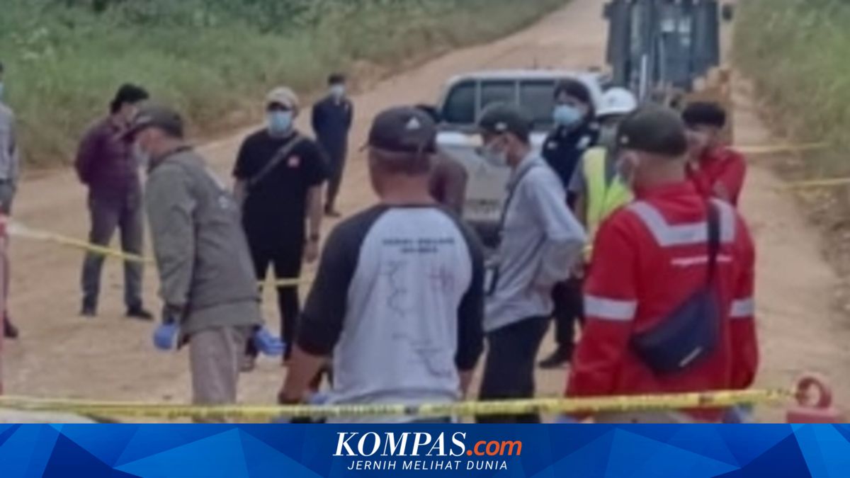 Seekor Tapir Tewas Bersimbah Darah di Jalan Kuansing Riau, Diduga ...