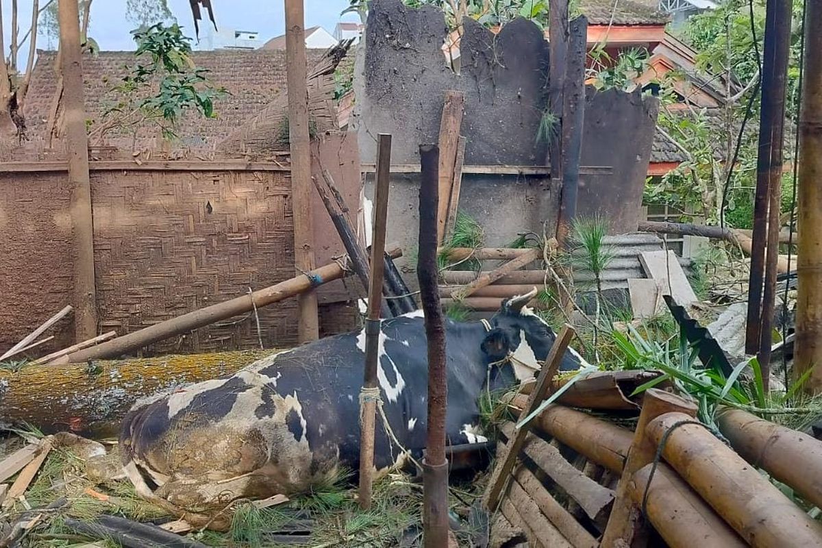 Cuaca Ekstrem di Pasuruan, 10 Rumah dan Sekolah Rusak, 1 Ekor Sapi Mati ...