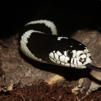 Waspadai Ular Weling di Sekitar Rumah, Ini Bahayanya Menurut Ahli IPB