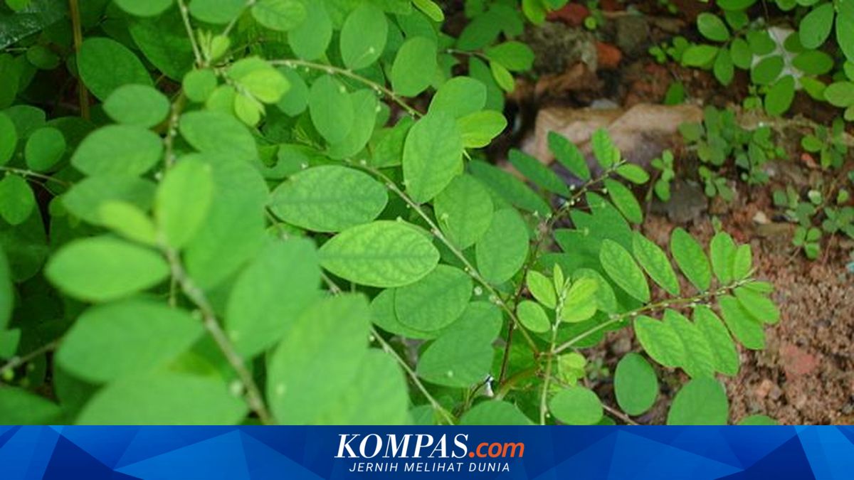 8 Efek Samping Daun Meniran, Perlu Dihindari oleh Penderita Penyakit Ini