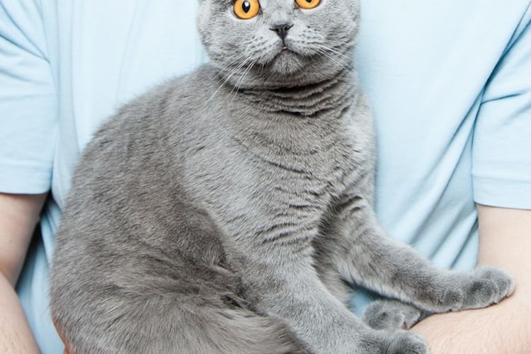 6 Fakta Menarik Kucing Scottish Fold yang Lucu dan Menggemaskan