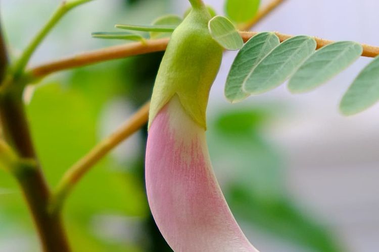 Cara Menanam dan Merawat Bunga Turi dari Biji