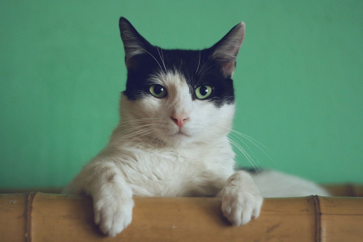 7 Cara Menghilangkan Bau Kucing dari Rumah, Dijamin Enggak Muncul Lagi