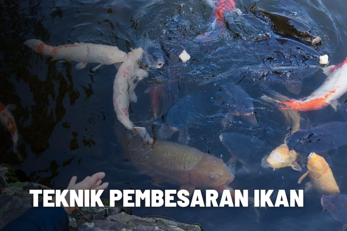 Mengenal Teknik Pembesaran pada Budidaya Ikan Konsumsi