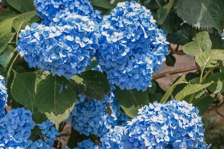 Cara Mengeringkan Bunga Hydrangea untuk Hiasan Rumah
