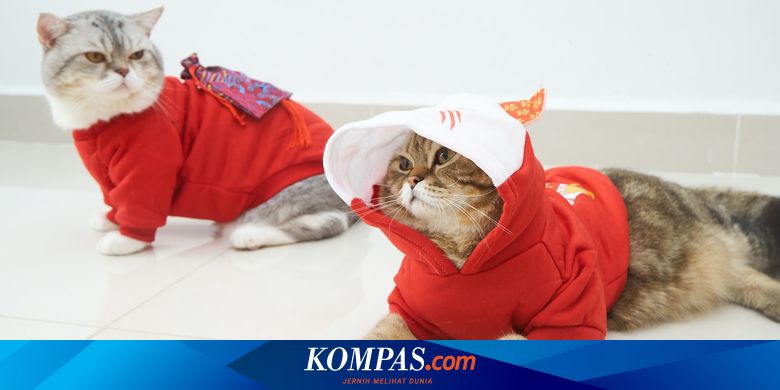 Cara Mengenakan dan Mencuci Kostum Kucing