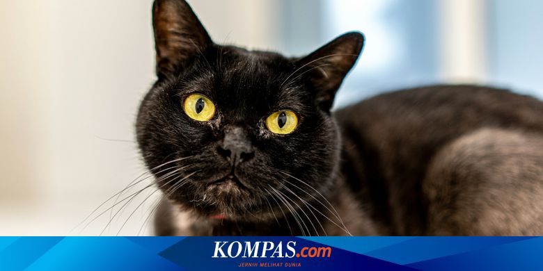 Dianggap Takhayul, Ini 9 Ras Kucing Hitam yang Menawan dan Penyayang