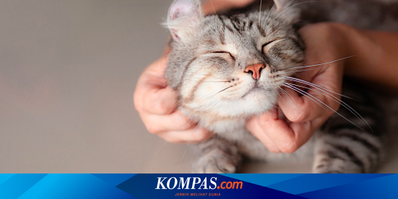 5 Cara Mudah Mengenali Bahasa Tubuh Kucing yang Sedang Bahagia
