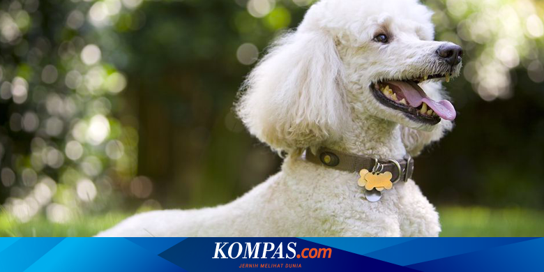 Kenalan Lebih Dekat dengan Anjing Pudel yang Menggemaskan