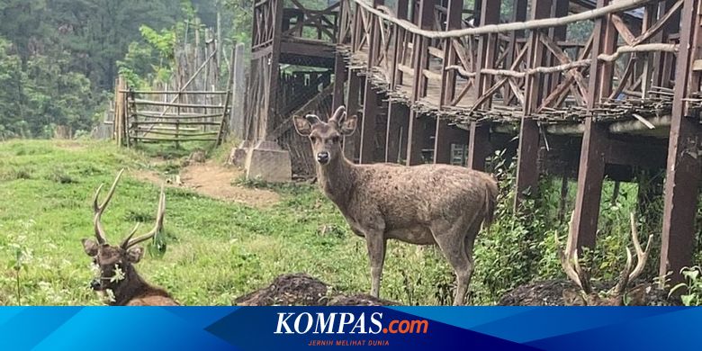 Rute Menuju ke Wana Wisata Rusa di Bogor