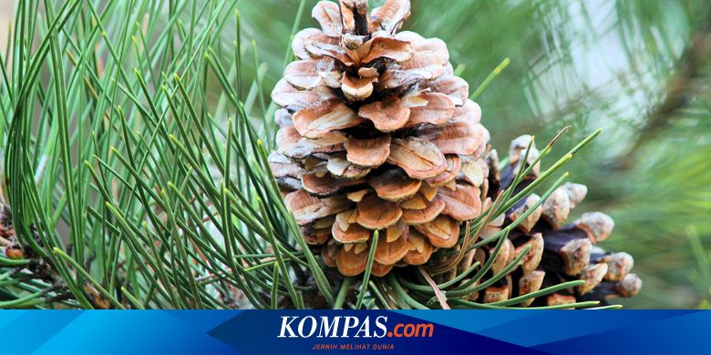 Misteri Pohon Pinus yang Membeku Selama 66 Juta Tahun Akhirnya Terpecahkan